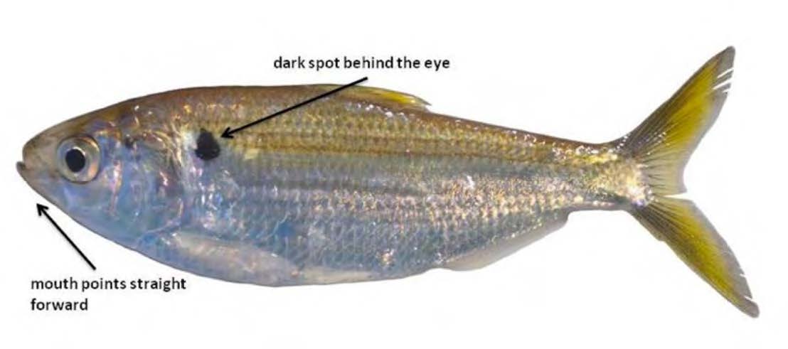 Threadfin Shad | Mississippi Department of Wildlife, Fisheries, and Parks